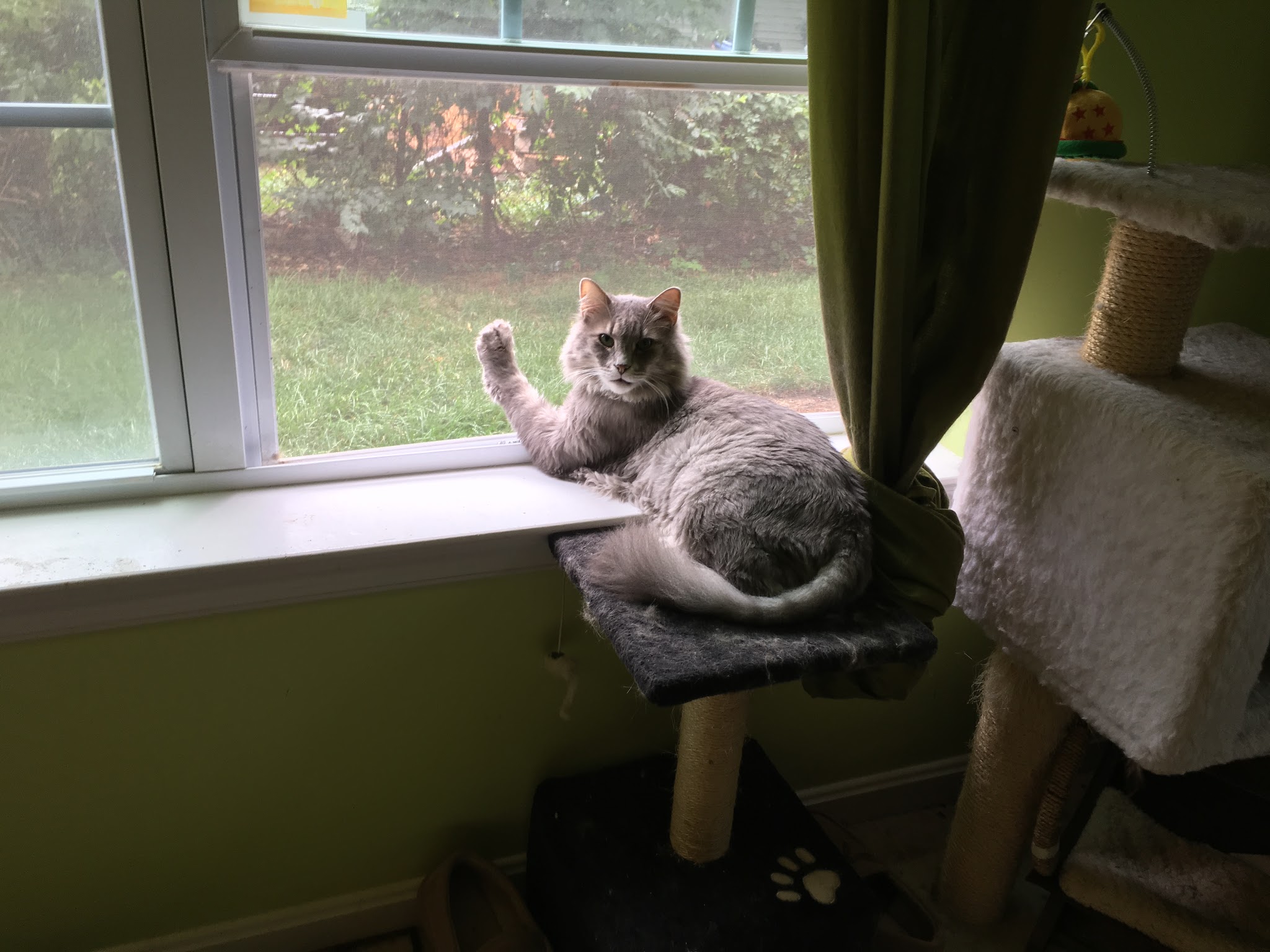 Old Man Rook – occupation: cat lady