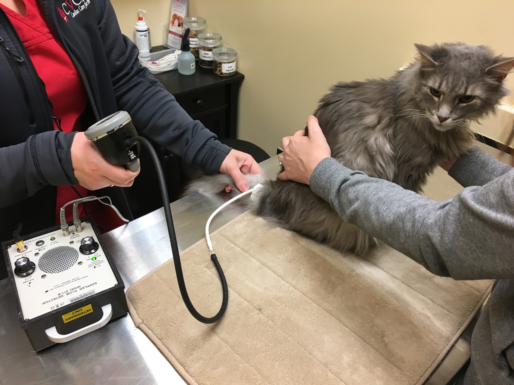 Old Man Rook – occupation: cat lady